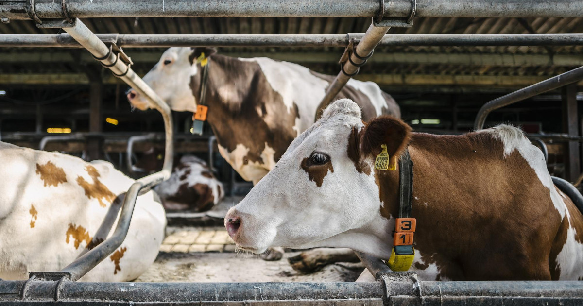 De datagrariër | Investico Onderzoeksjournalisten