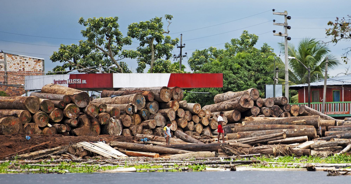 Nederland betrokken bij ontbossing en landroof Amazonewoud | Investico ...